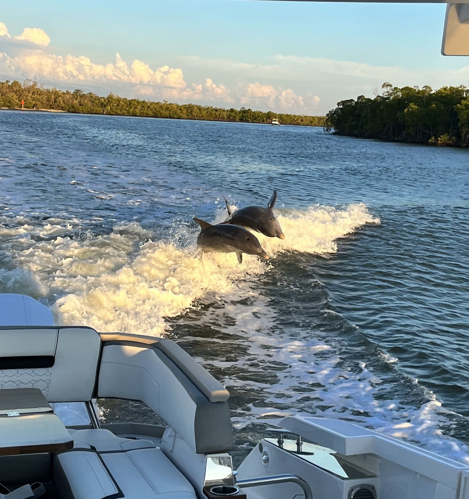 Dolphin Watching - Fathom Charters